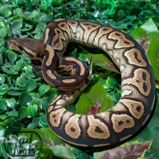 Cinnamon Ball Python by Send Noods
