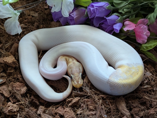Banana Cinny Pied - Female Maker Ball Python by Send Noods