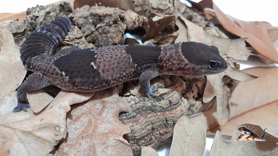 Het Amel African Fat-Tailed Gecko by Armored Geckos