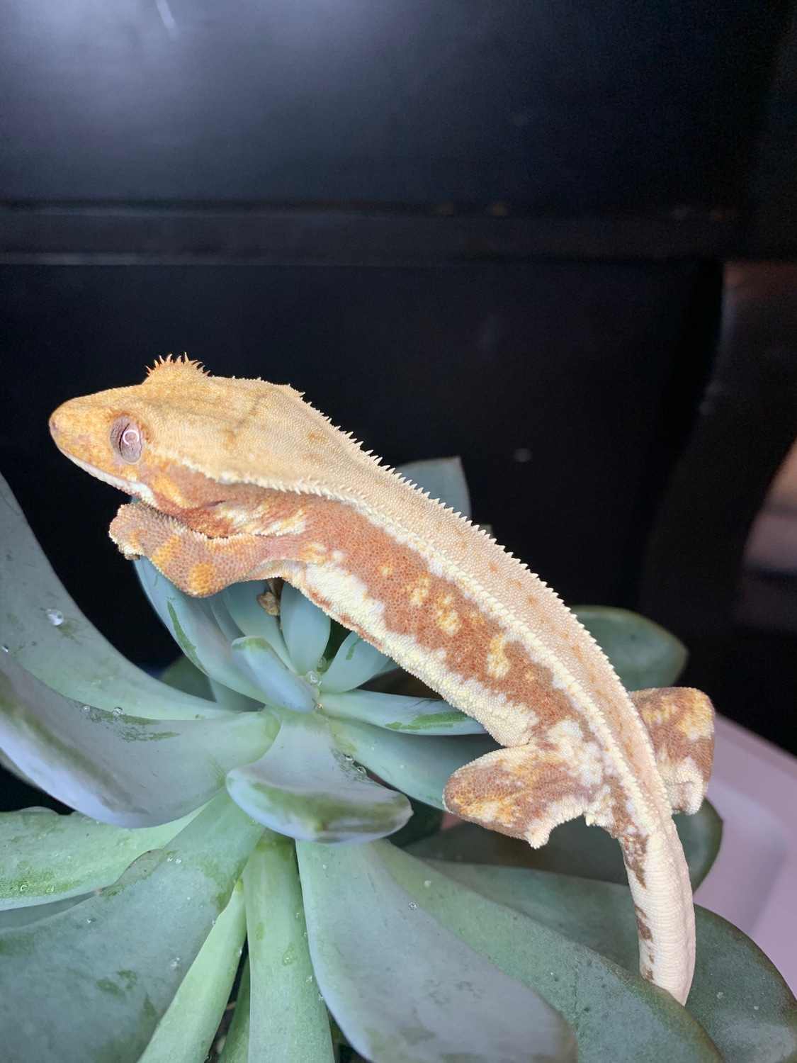 Red Lily White Crested Gecko by Armriculatus - MorphMarket