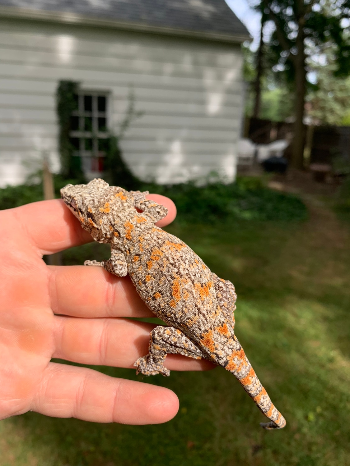 Orange-Blotch Female Gargoyle Gecko by Armriculatus - MorphMarket