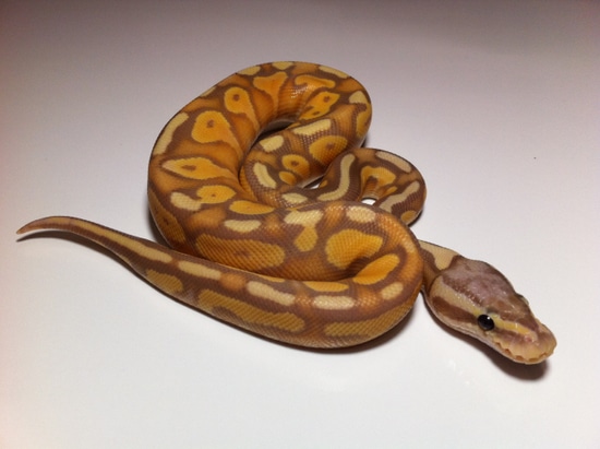 Coral Glow Enchi YB Pewter Ball Python by Crash Site Reptiles