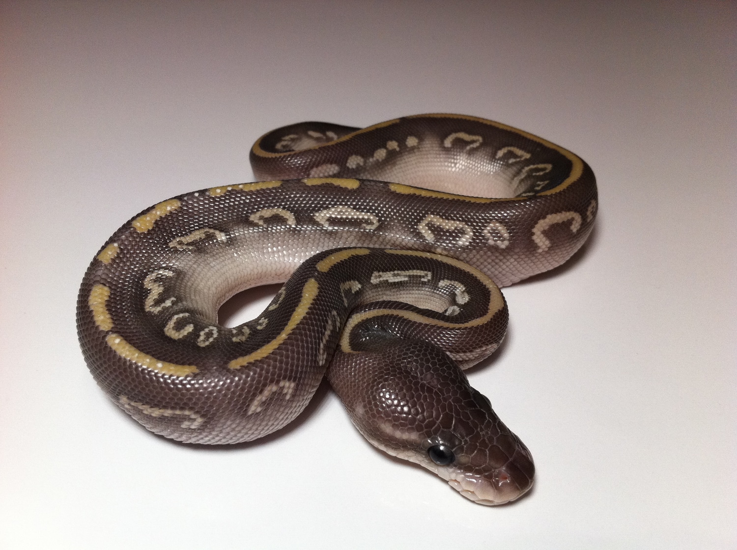 Super Phantom Goblin Ball Python by Crash Site Reptiles - MorphMarket