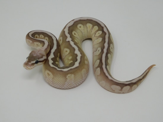 Pastel Soul Sucker Ball Python by Crash Site Reptiles