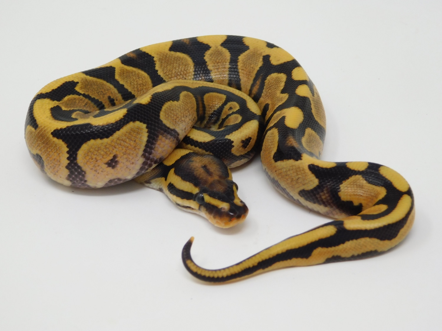 YB Fire/Vanilla Ball Python by Crash Site Reptiles - MorphMarket