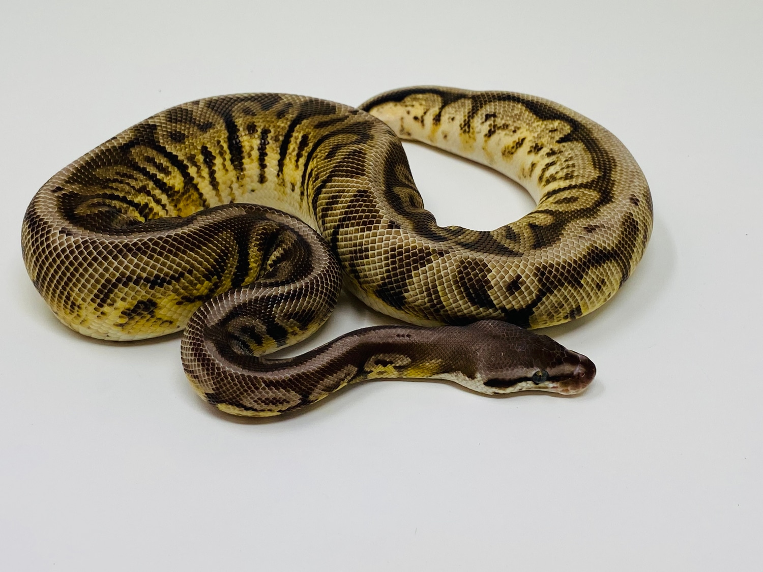 Pastel Leopard HGW Vanilla Ball Python by Crash Site Reptiles - MorphMarket