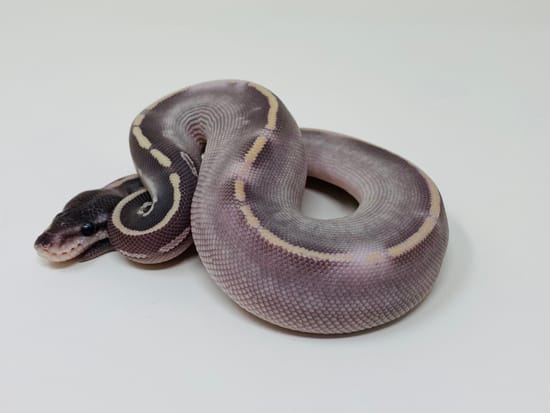 Super Phantom YB Sable Fader Ball Python by Crash Site Reptiles