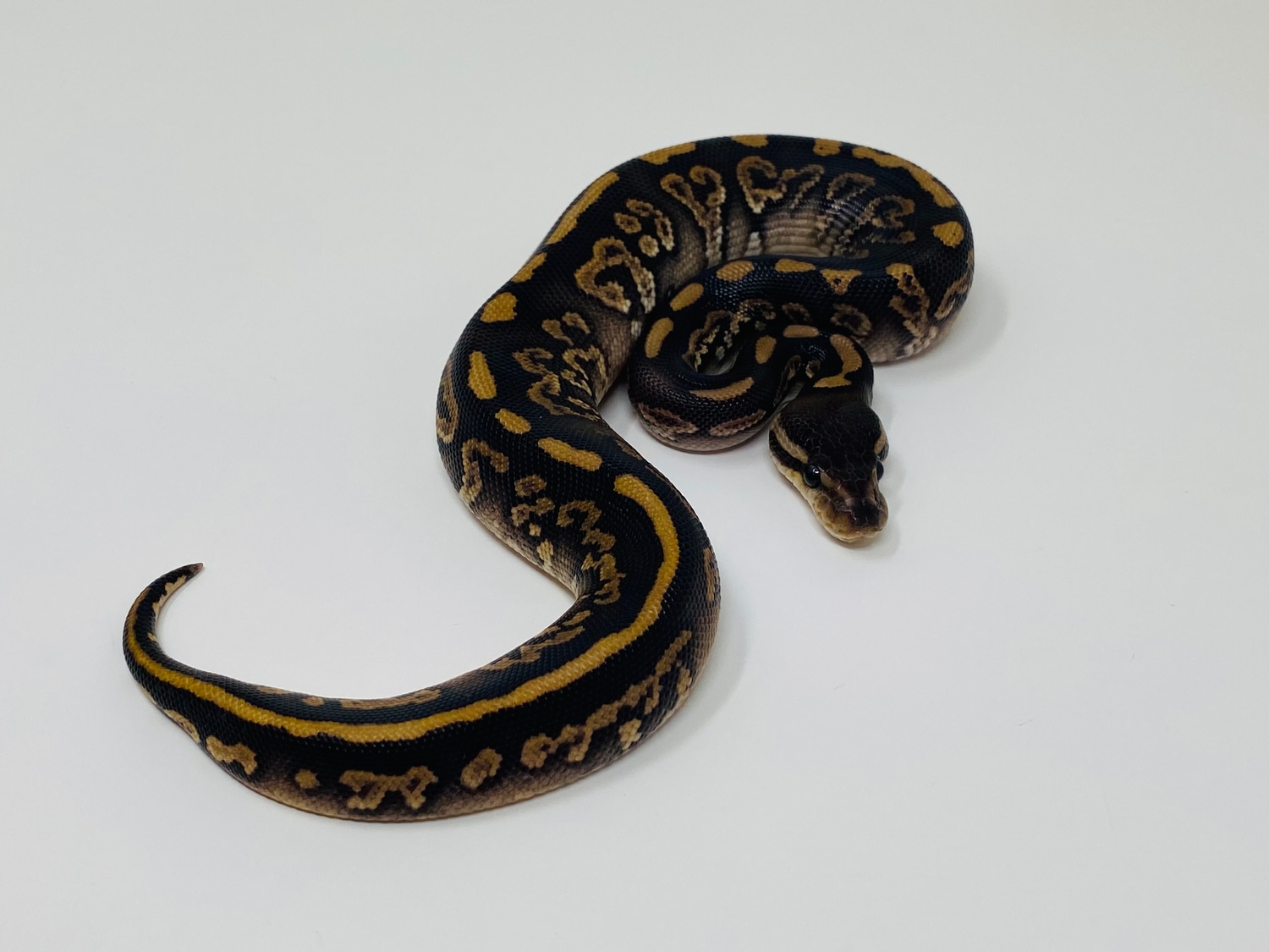 Black Pastel Phantom YB Sable Fader Ball Python by Crash Site Reptiles ...