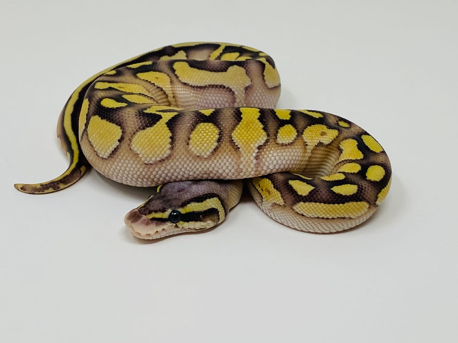 Lesser Fire Pastel Ball Python by Crash Site Reptiles - MorphMarket
