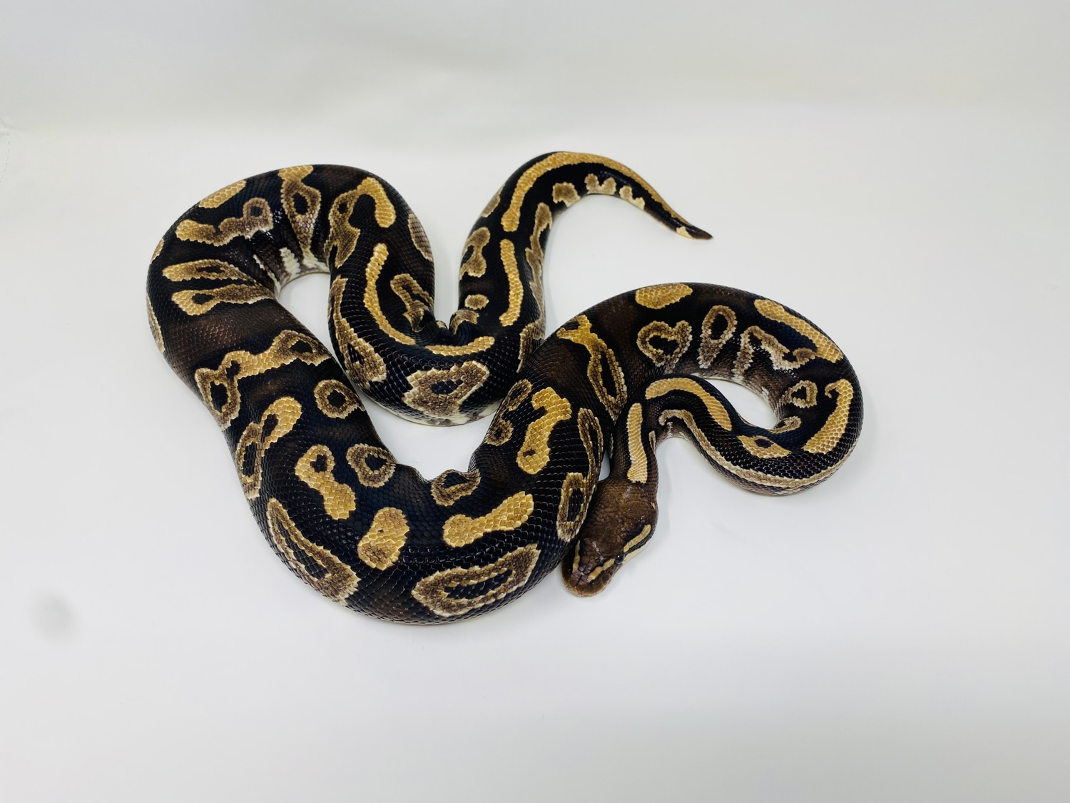 Phantom Goblin ( YB ) Ball Python by Crash Site Reptiles - MorphMarket