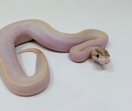 Fire Enchi Orange Dream Spider Pos YB Ball Python by Crash Site ...