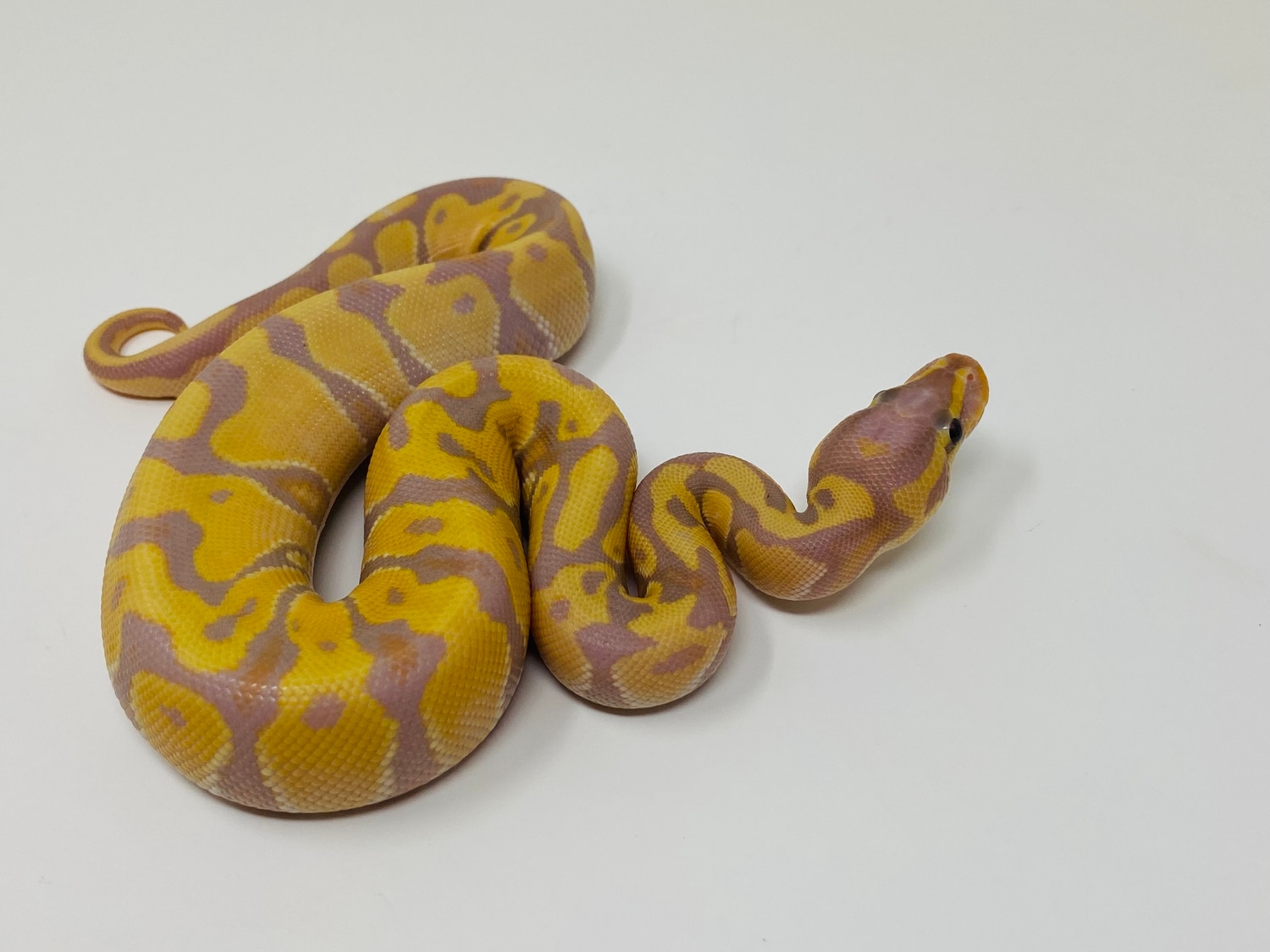 Banana Orange Dream Fire Ball Python by Crash Site Reptiles - MorphMarket