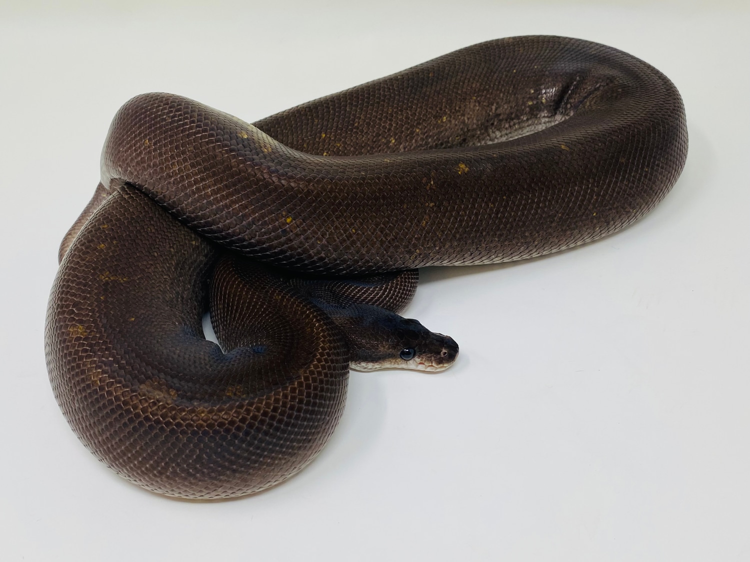 Super Black Pastel Ball Python by Crash Site Reptiles - MorphMarket