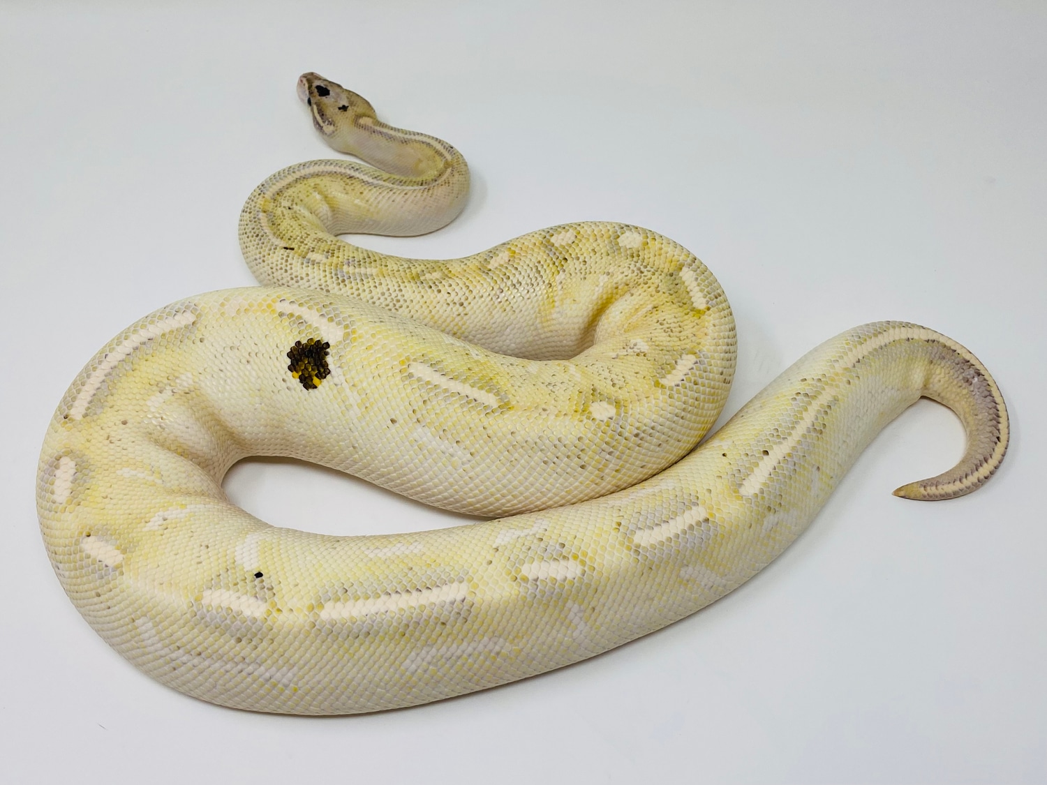 Highway Ball Python by Crash Site Reptiles - MorphMarket