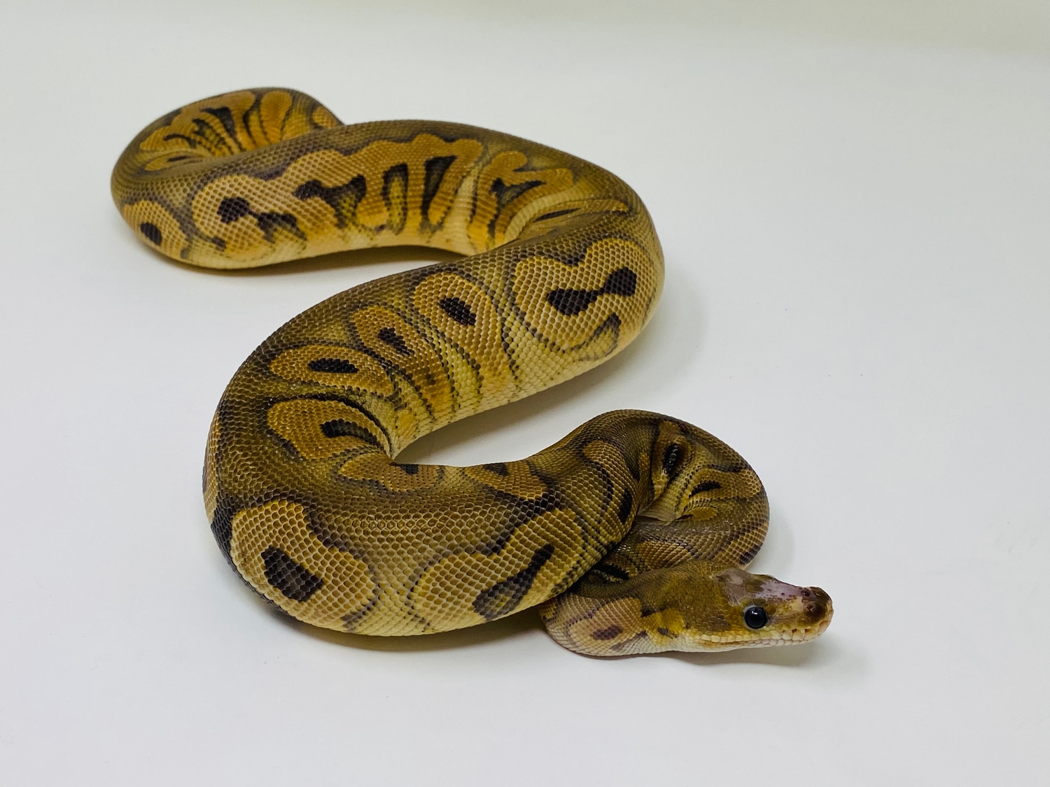 Black Pastel Microscale Clown Ball Python by Crash Site Reptiles ...