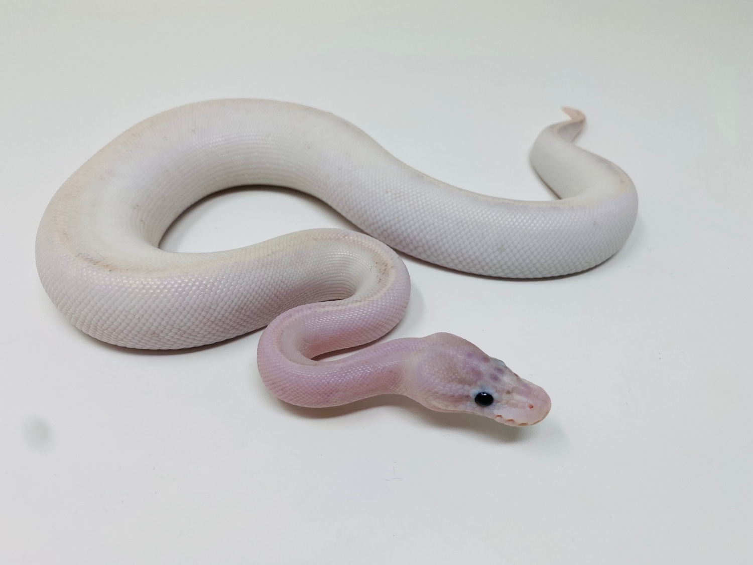 Ivory Phantom Pos Black Pastel Pos Sable Pos Fader Ball Python by Crash ...