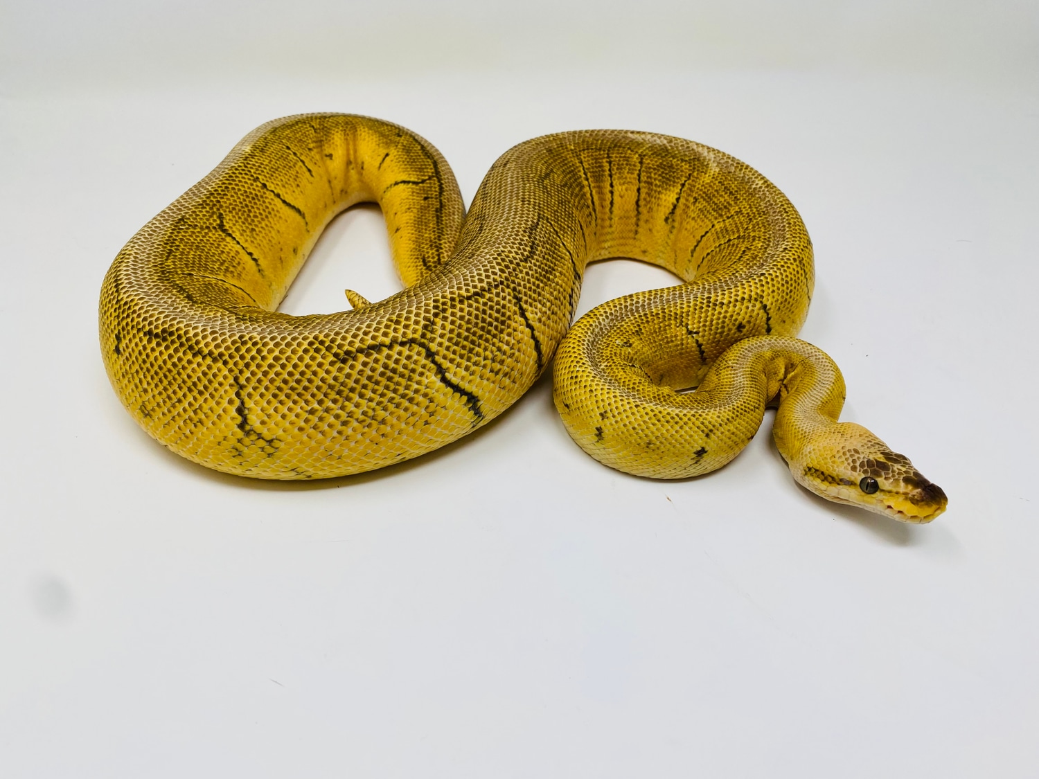 Superblast Ball Python by Crash Site Reptiles - MorphMarket