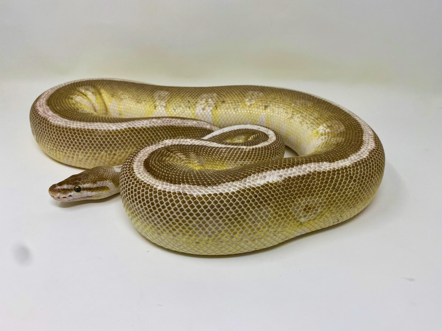 Soul Sucker Superstripe Ball Python by Crash Site Reptiles - MorphMarket