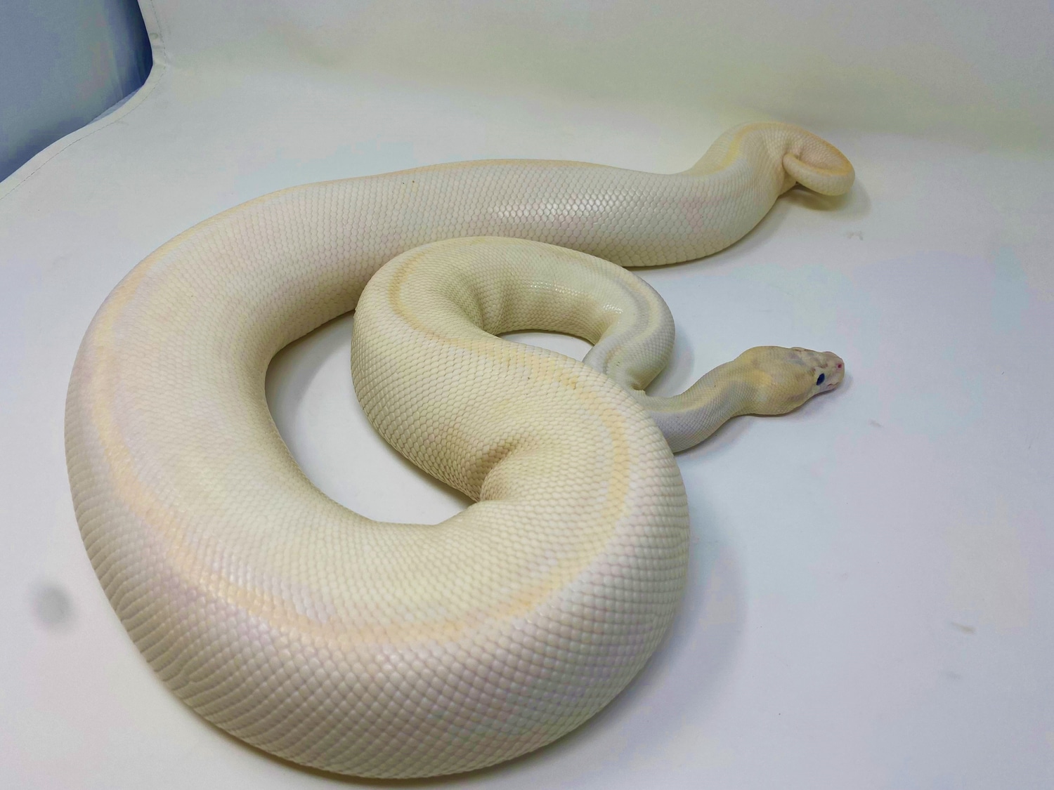 Pastel Ivory Ball Python by Crash Site Reptiles - MorphMarket