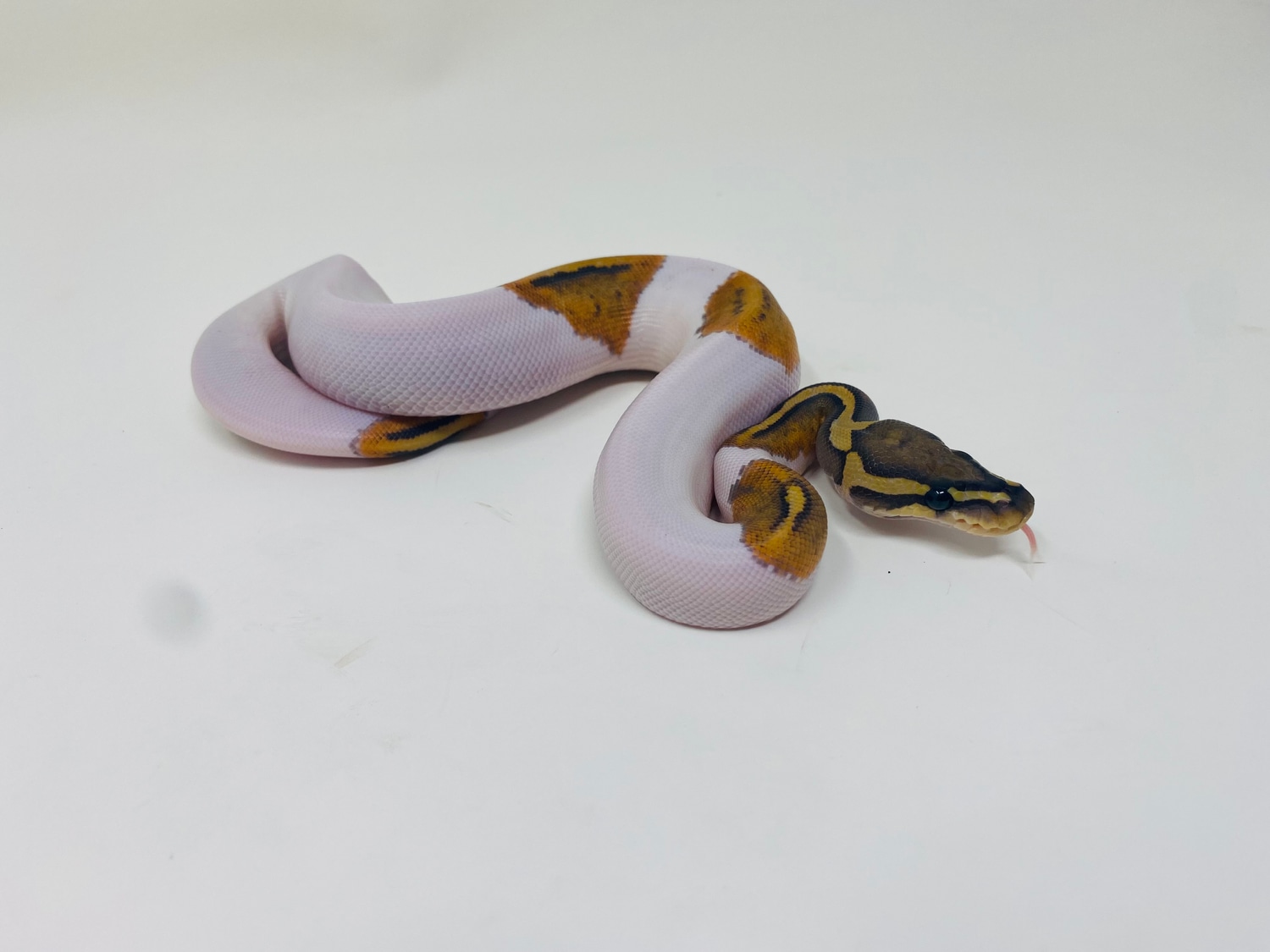 Ghost Pied Ball Python by Crash Site Reptiles - MorphMarket