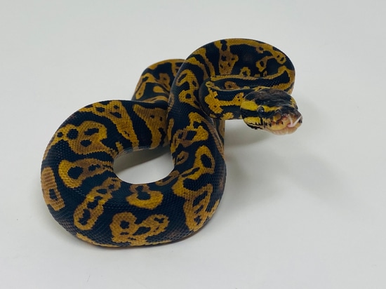 Pastel Orange Dream Static Ball Python by Crash Site Reptiles