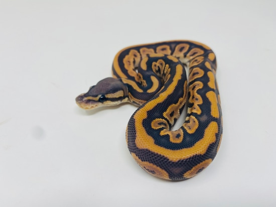 Black Pastel Orange Dream Ghost Ball Python by Crash Site Reptiles