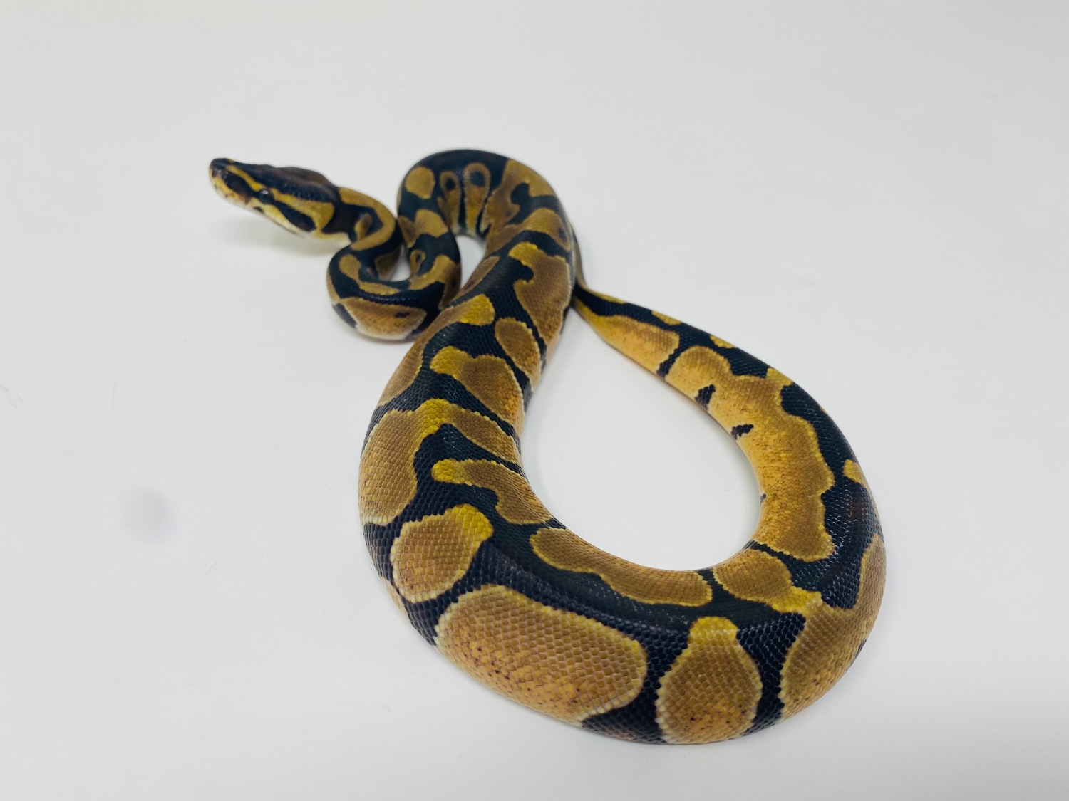 Enchi 66% Het Sunset Ball Python by Crash Site Reptiles - MorphMarket