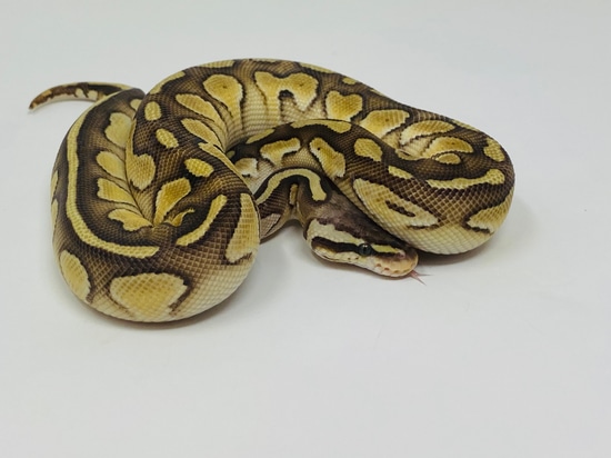 Pastel Butter 66% Het Sunset Ball Python by Crash Site Reptiles