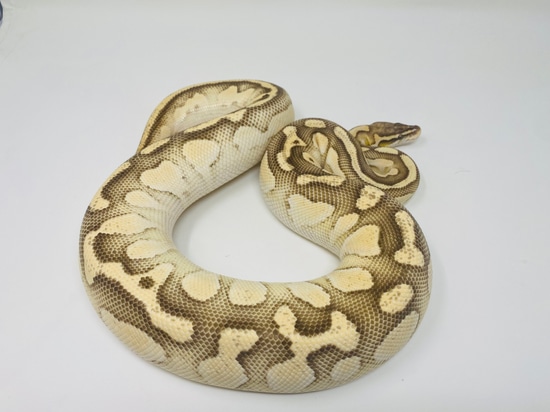 Pastel Orange Dream Lesser Fire Ball Python by Crash Site Reptiles