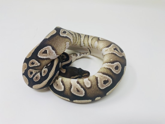 Black Head Mojave Het DG Ball Python by Crash Site Reptiles