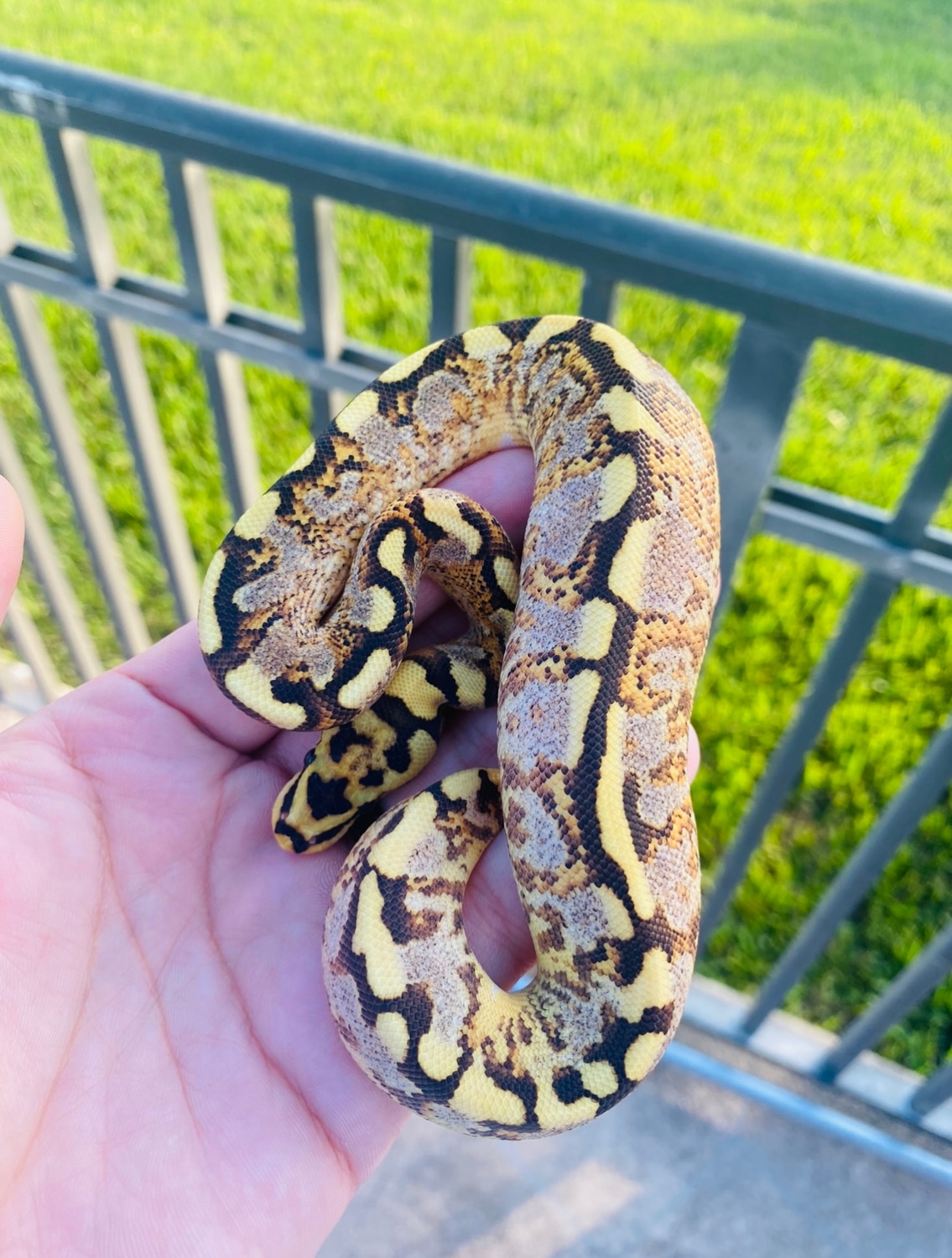Super Asphalt Spider Enchi 50 # Het Piebald Ball Python by Rodarte ...