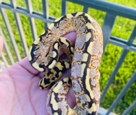 Super Asphalt Spider Enchi 50 # Het Piebald Ball Python by Rodarte ...