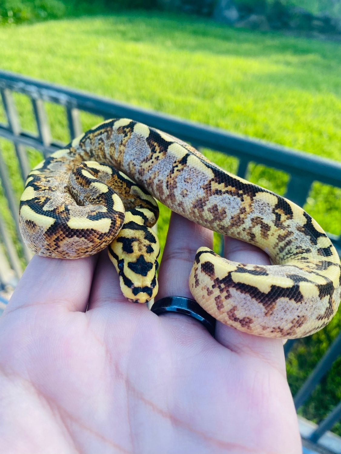 Super Asphalt Spider Enchi 50 # Het Piebald Ball Python by Rodarte ...