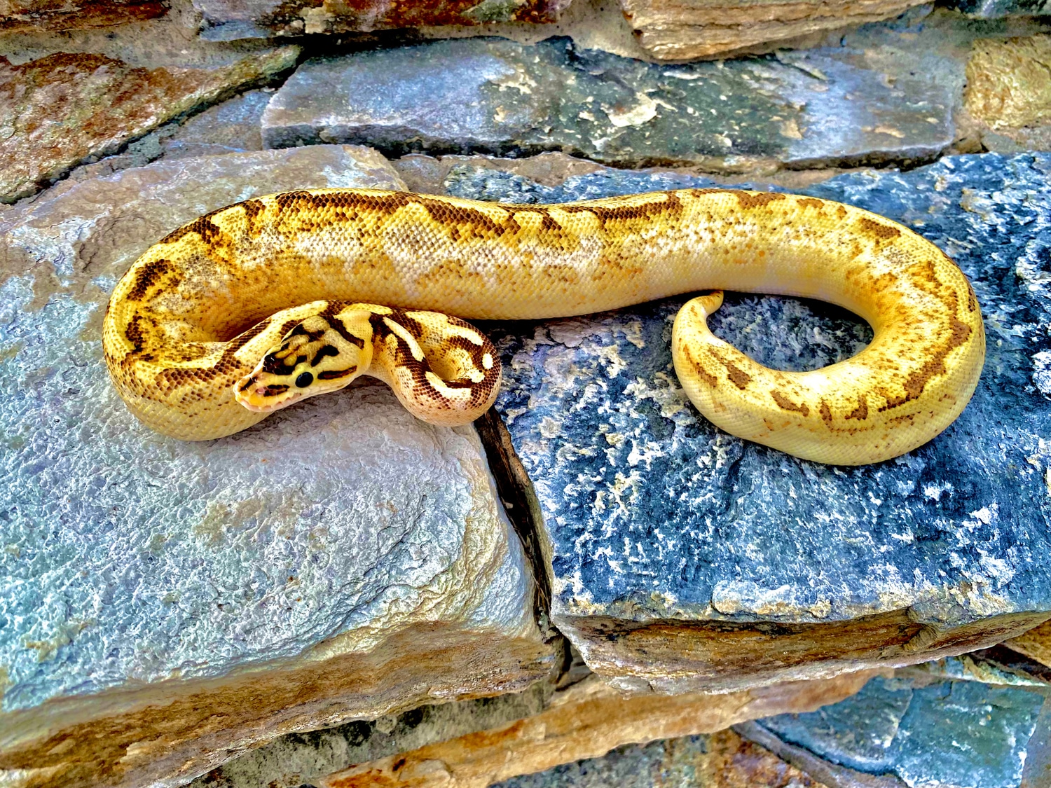 Mardi Gras Spider 50 % Het Pied Female Ball Python by Rodarte Reptiles ...