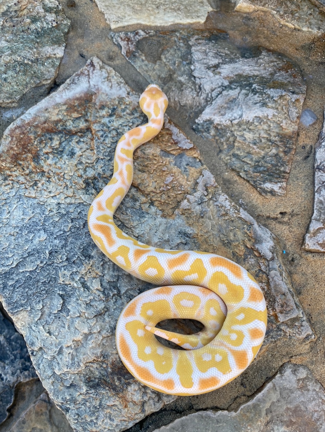 Female Leopard Albino Clown 50% Het Pied Ball Python by Rodarte ...