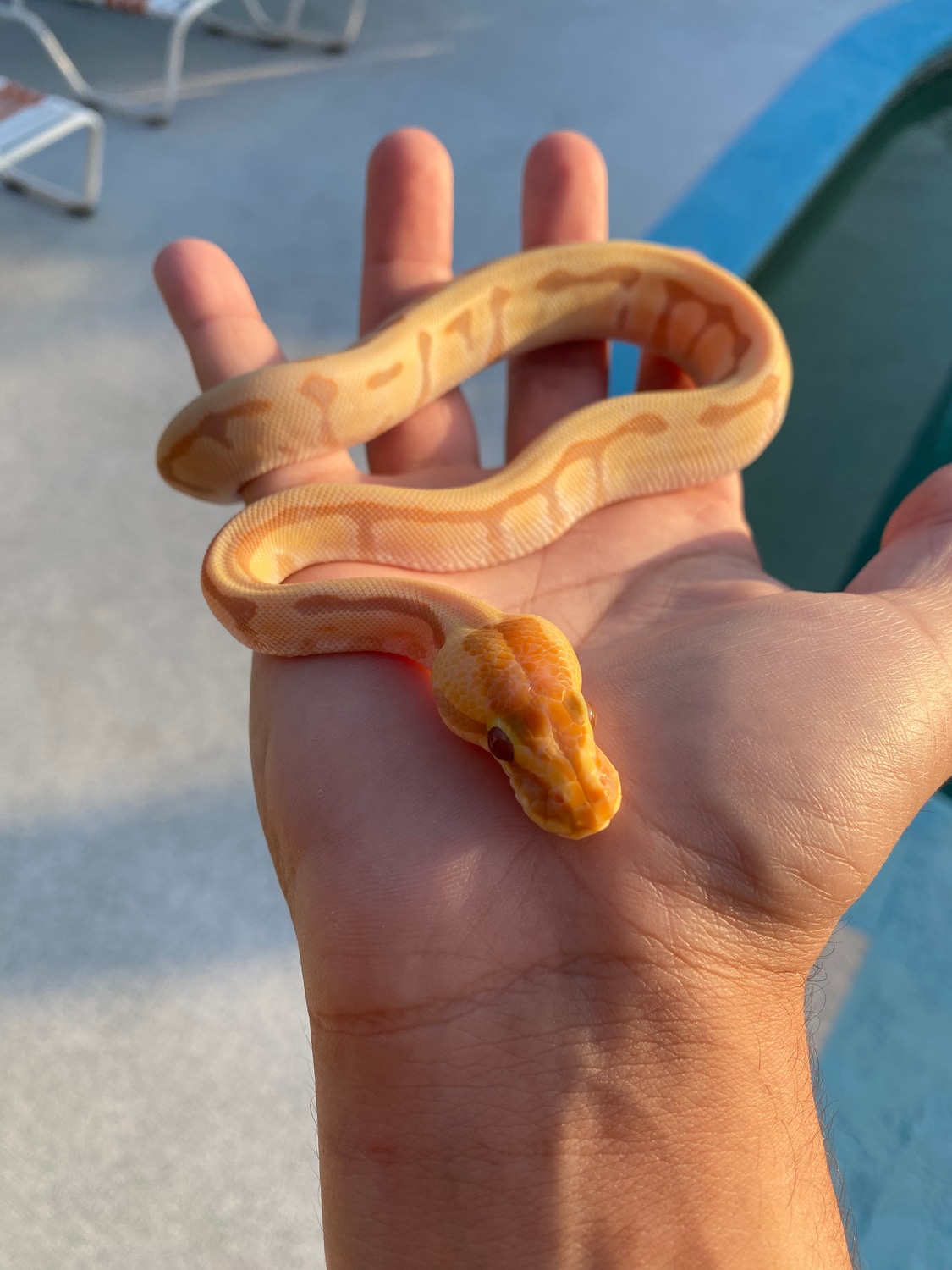 Rainbow Ghost Super Enchi Pastel Ball Python by Rodarte Reptiles ...