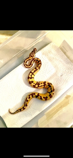 Enchi Ghost Super Pastel 100% Het Rainbow Ball Python by Rodarte Reptiles