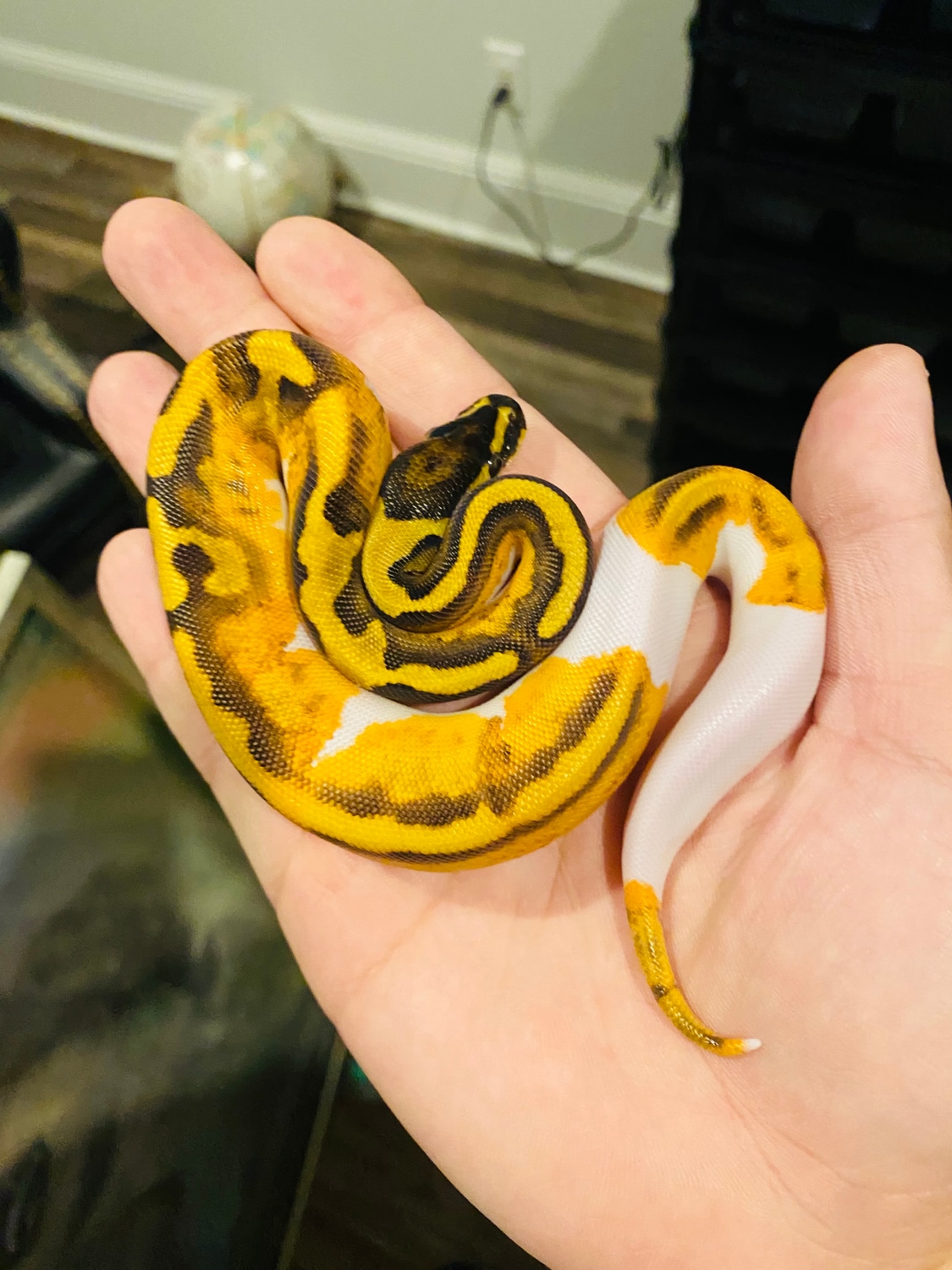 Enchi Asphalt/YB Piebald Ball Python by Rodarte Reptiles - MorphMarket