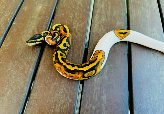 Fire Gene X Pumpkin Pied Ball Python by Rodarte Reptiles