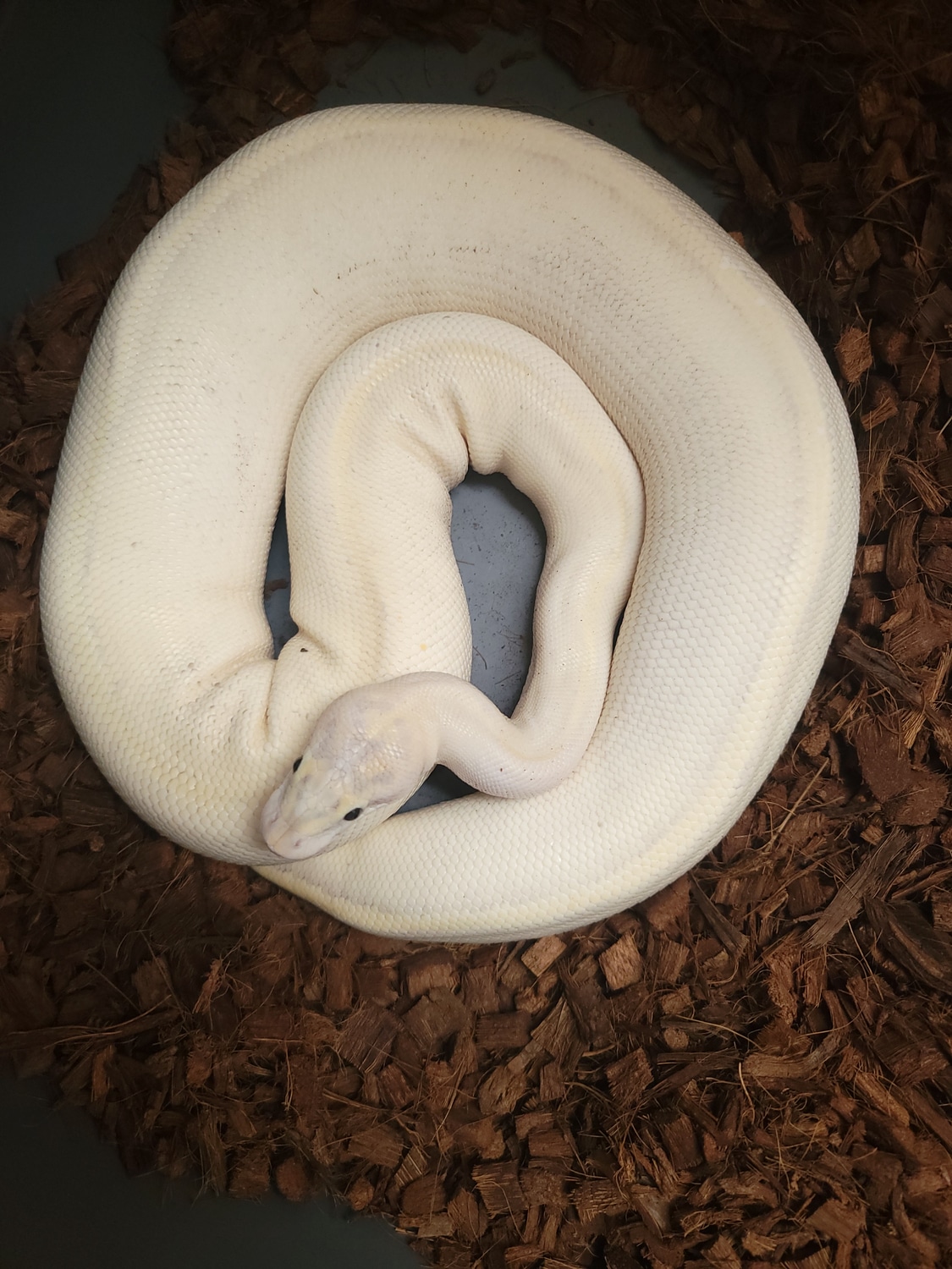 Puma Ball Python by ImpulseExotics - MorphMarket