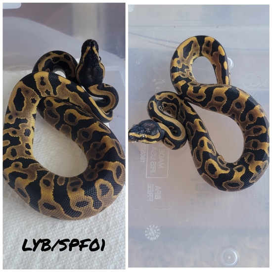 Leopard Yellowbelly/Spark Ball Python by ImpulseExotics