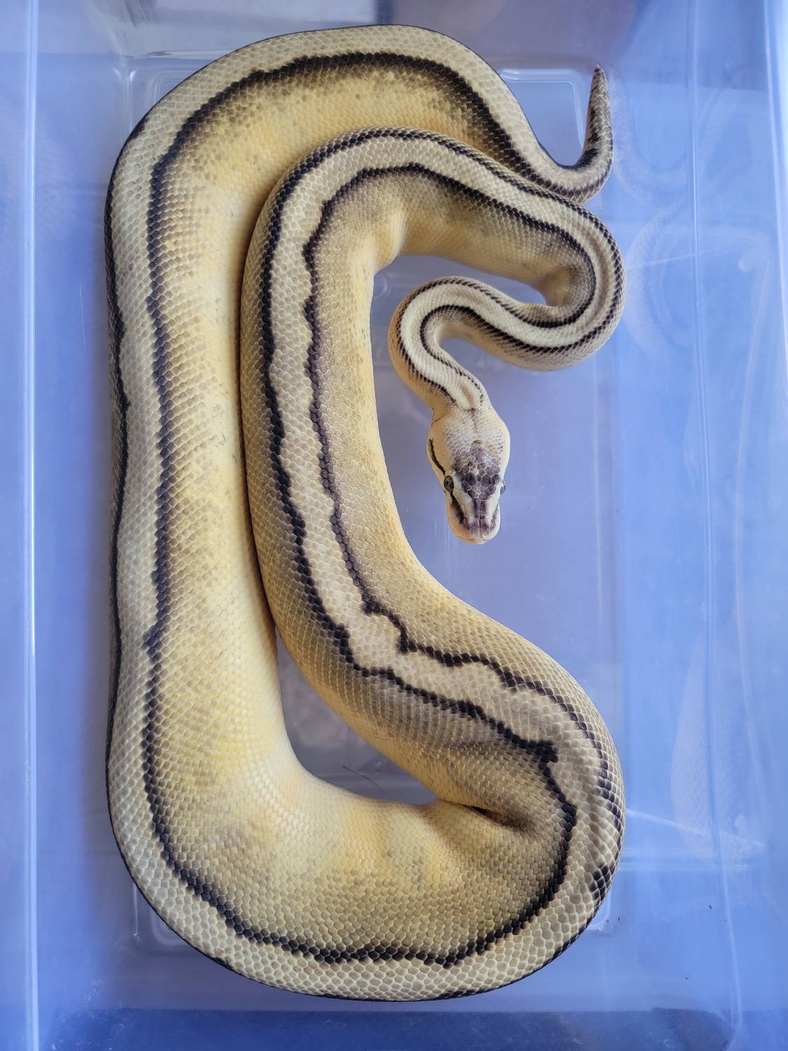 Super Pastel Yellowbelly Genetic Stripe Ball Python by ImpulseExotics ...