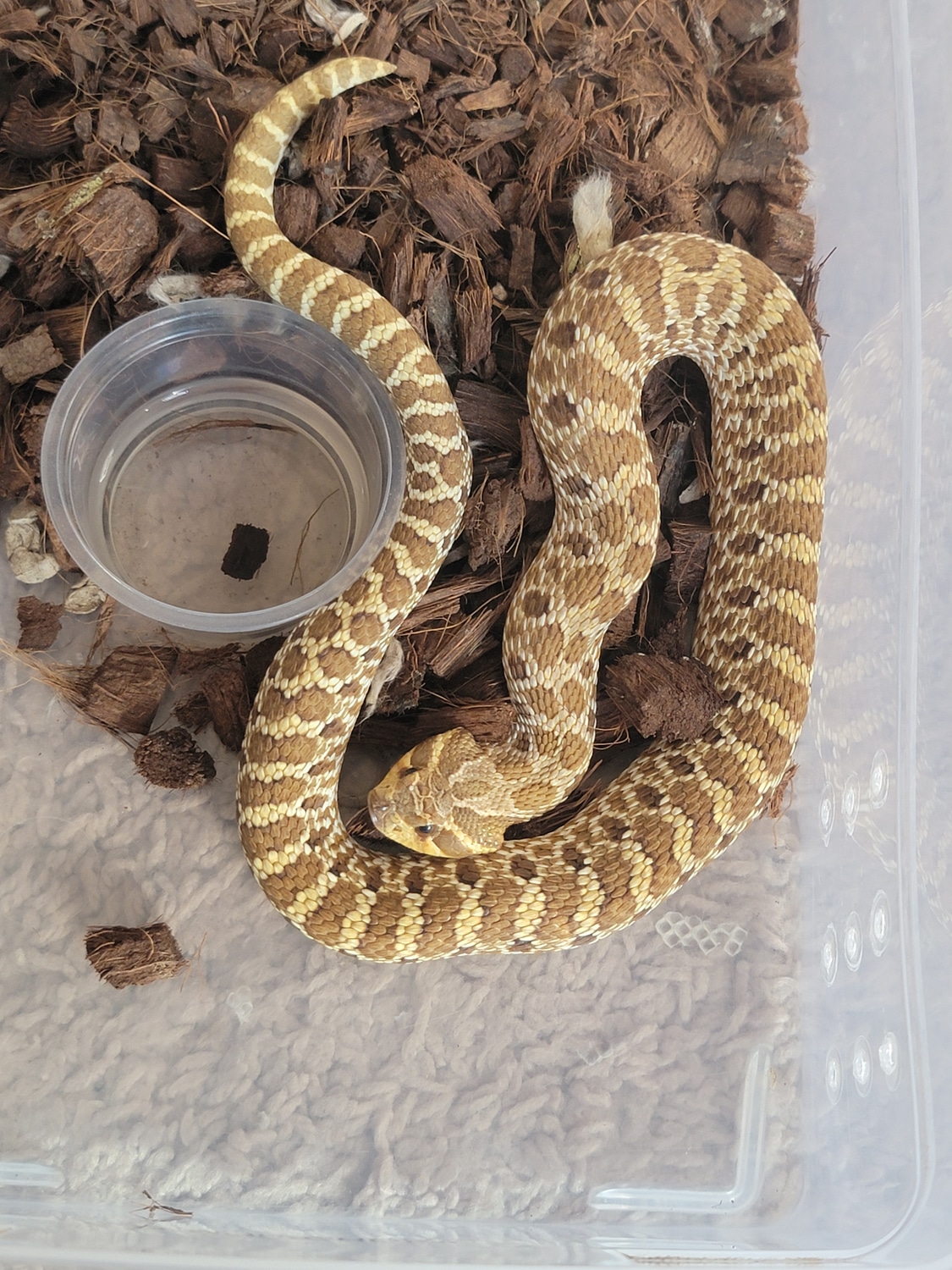 Lemon Ghost Western Hognose by ImpulseExotics - MorphMarket