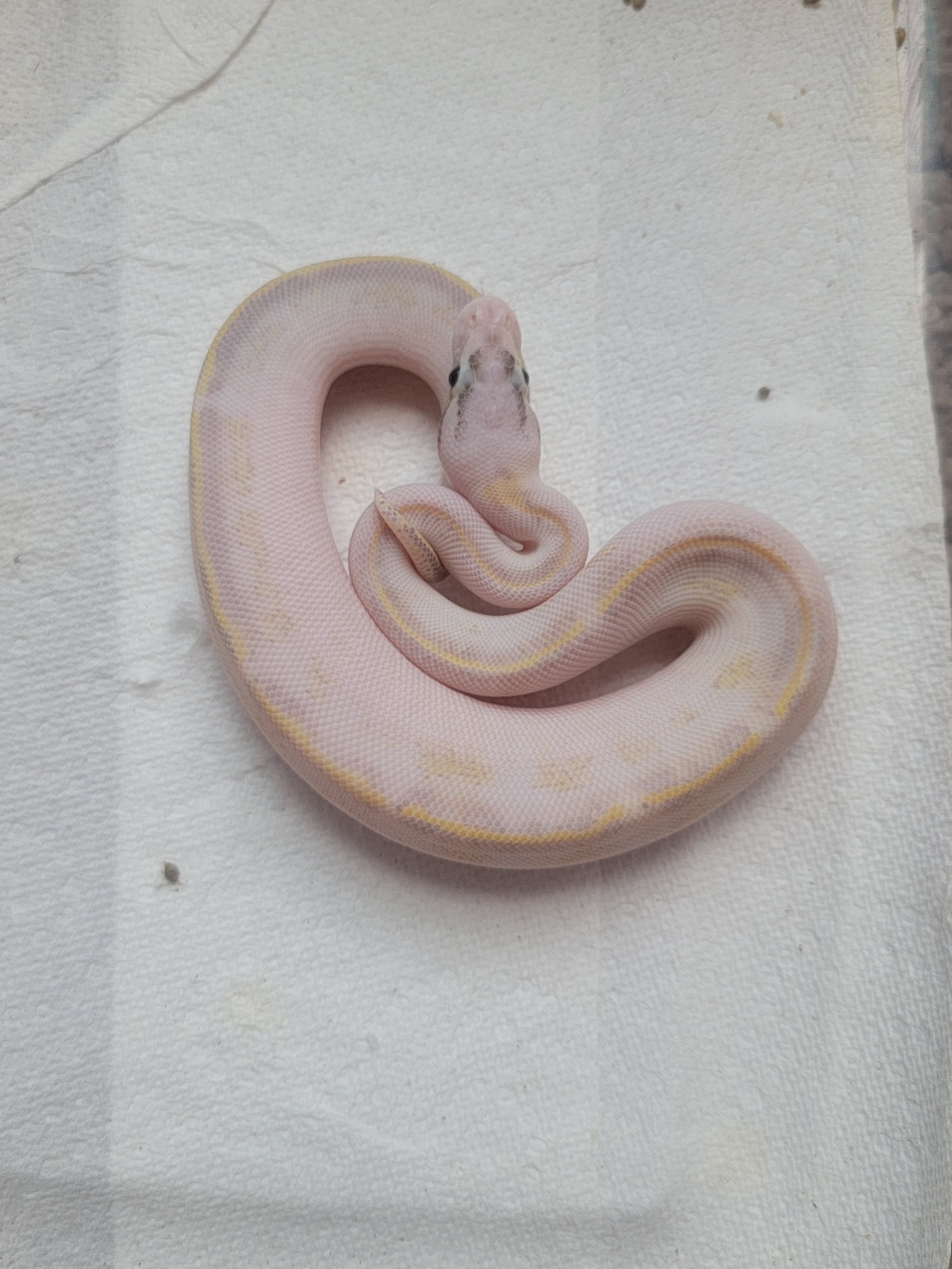 Pastel Ivory Ball Python by ImpulseExotics - MorphMarket
