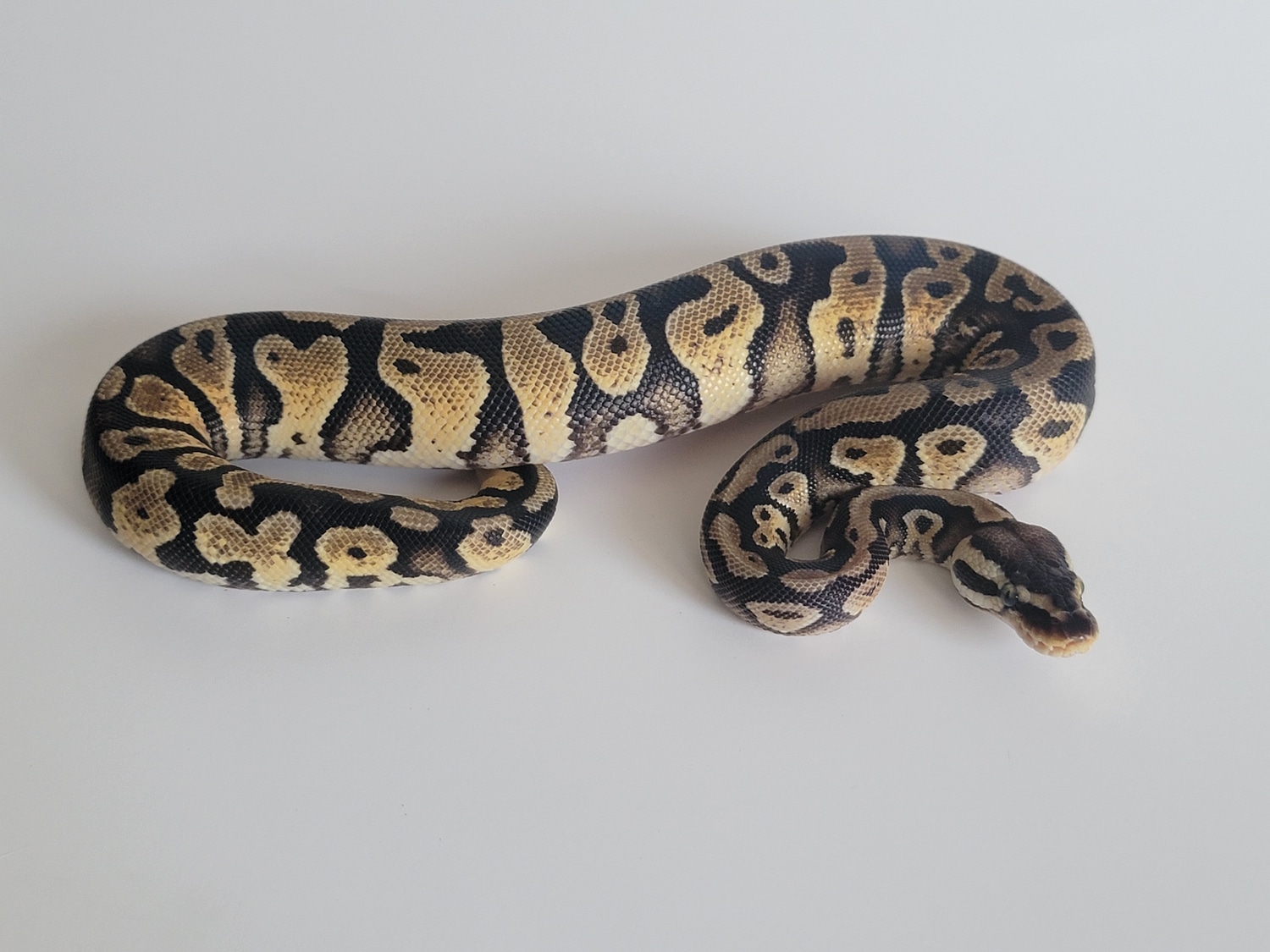 Pastel YB/Asphalt Ball Python by ImpulseExotics - MorphMarket