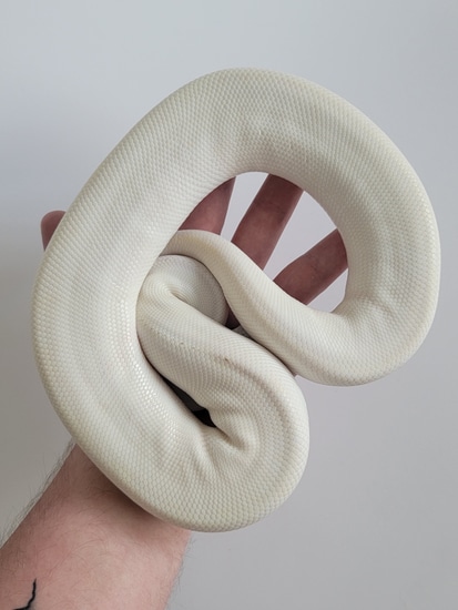 RTB Banana Ivory Ball Python by ImpulseExotics
