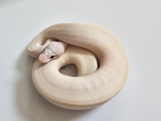 Super Pastel Ivory Ball Python by ImpulseExotics