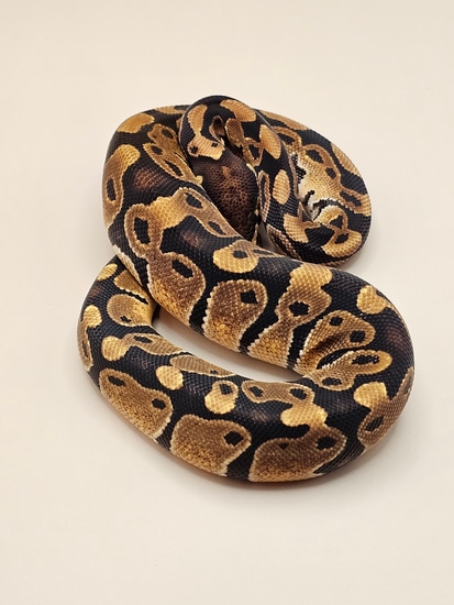 Het Sunset Ball Python by ImpulseExotics