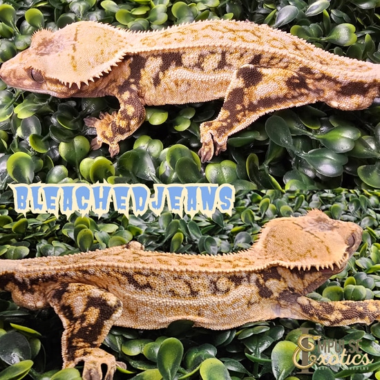 Bleached Jeans Crested Gecko by ImpulseExotics