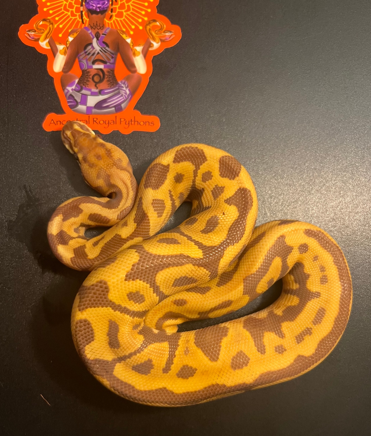 Spotnose Leopard Ultramel Poss Het Clown Ball Python by Ancestral Royal ...